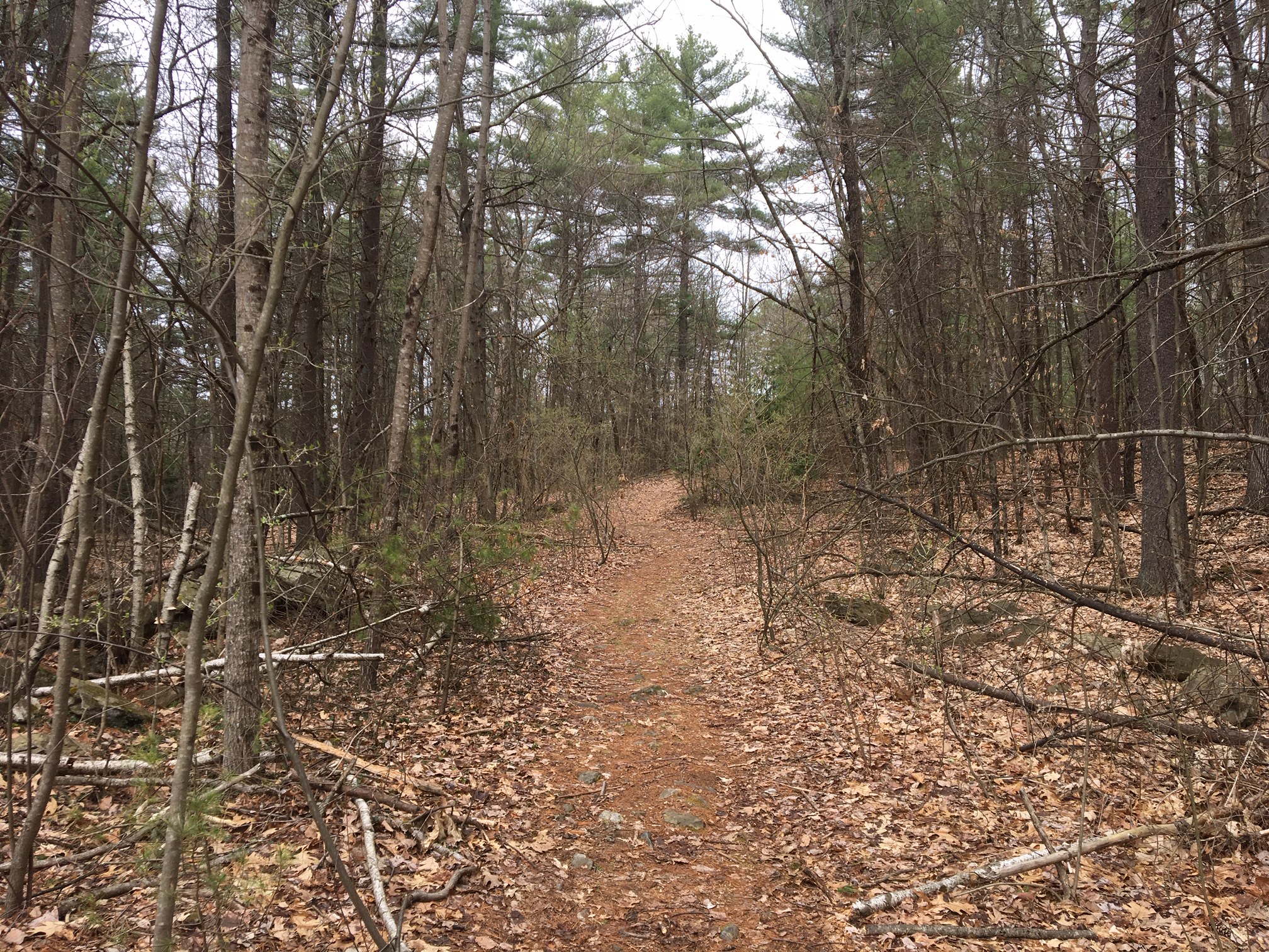 Rangers Town Forest | Hudson New Hampshire